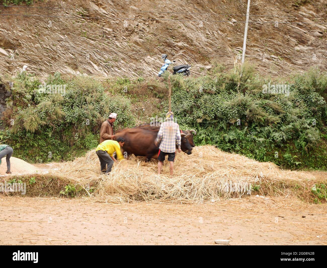 Traditional cultural antique retro vintage milling rice life of napali ...