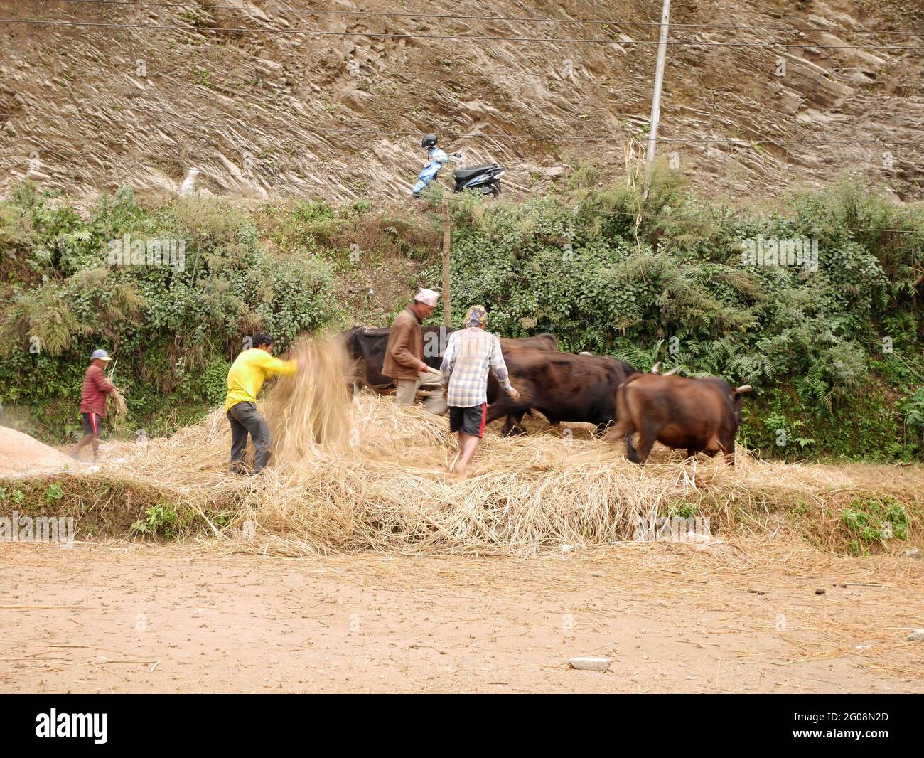 Traditional cultural antique retro vintage milling rice life of napali ...