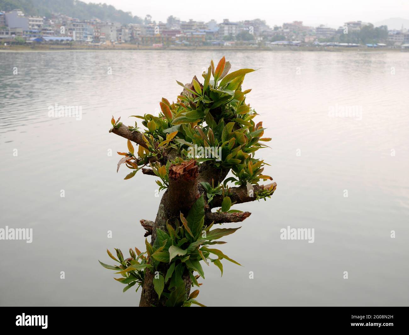Twigs branch wood tree and leaves plant with Phewa Tal or Fewa ...