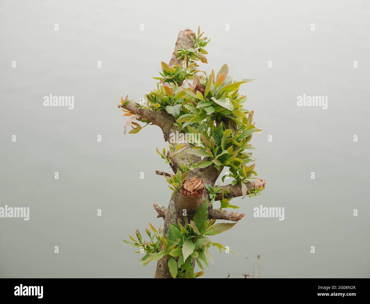 Twigs branch wood tree and leaves plant with Phewa Tal or Fewa ...