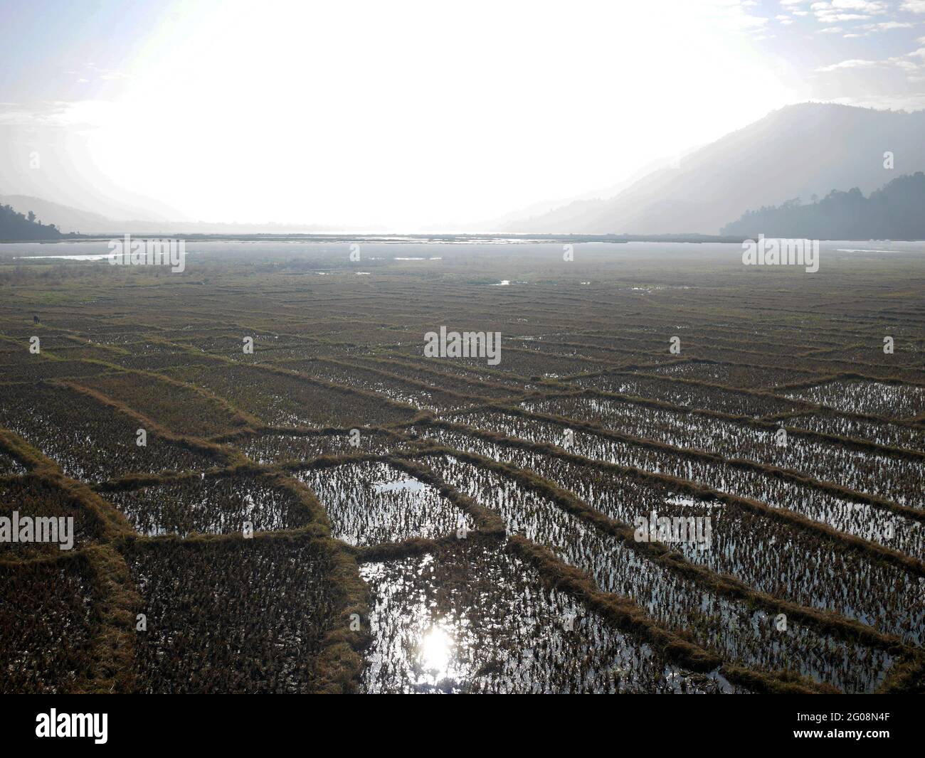Landscape farmland and nepali people transplant seeding paddy or rice ...