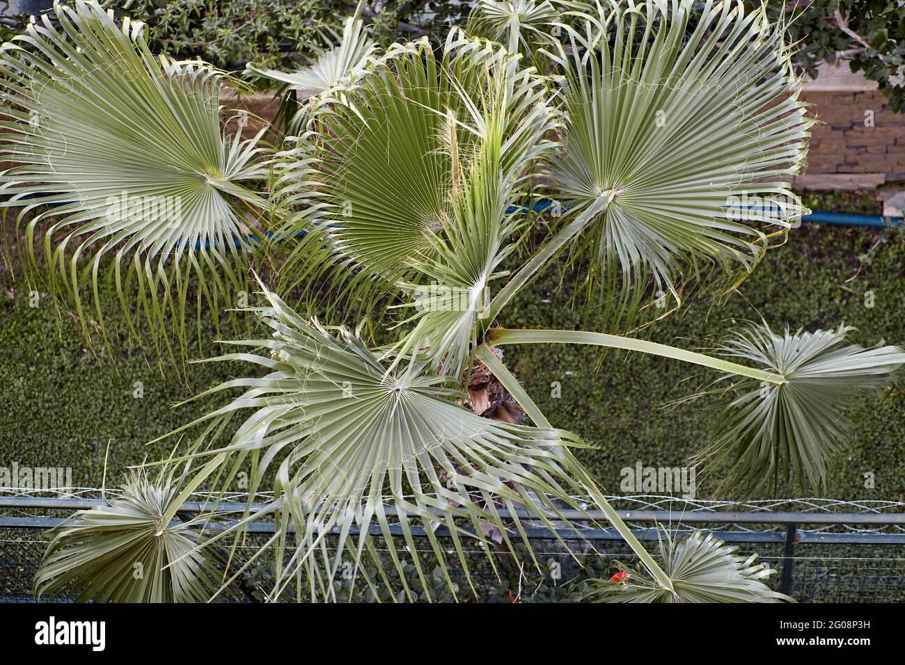 Tropical palm top view. Summer paradise environment. High quality photo ...