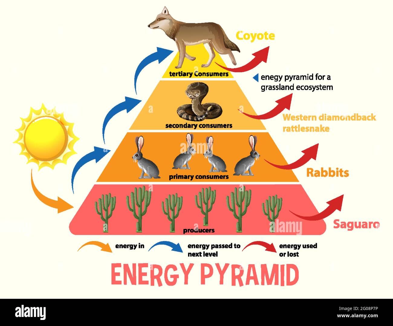Science simplified ecological pyramid illustration Stock Vector Image ...