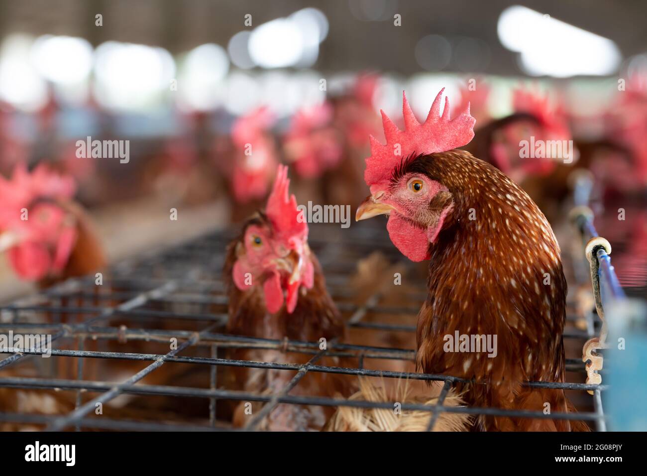 Chicken in the factory, Hens in cages industrial farm in Thailand ...