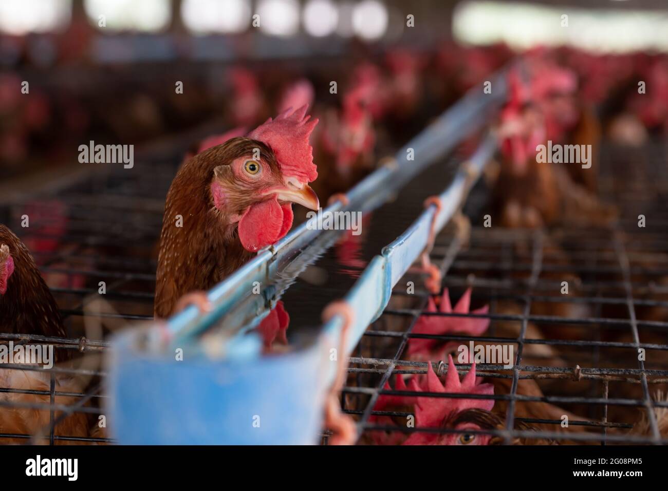 Chicken in the factory, Hens in cages industrial farm in Thailand ...