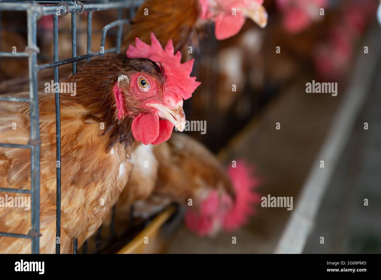 Chicken in the factory, Hens in cages industrial farm in Thailand ...