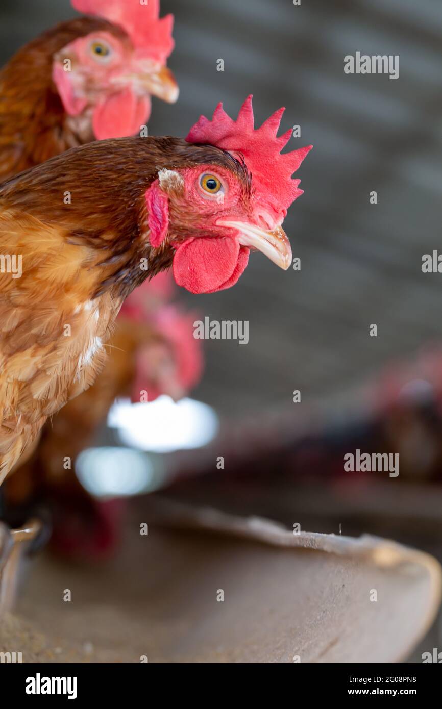 Chicken in the factory, Hens in cages industrial farm in Thailand ...