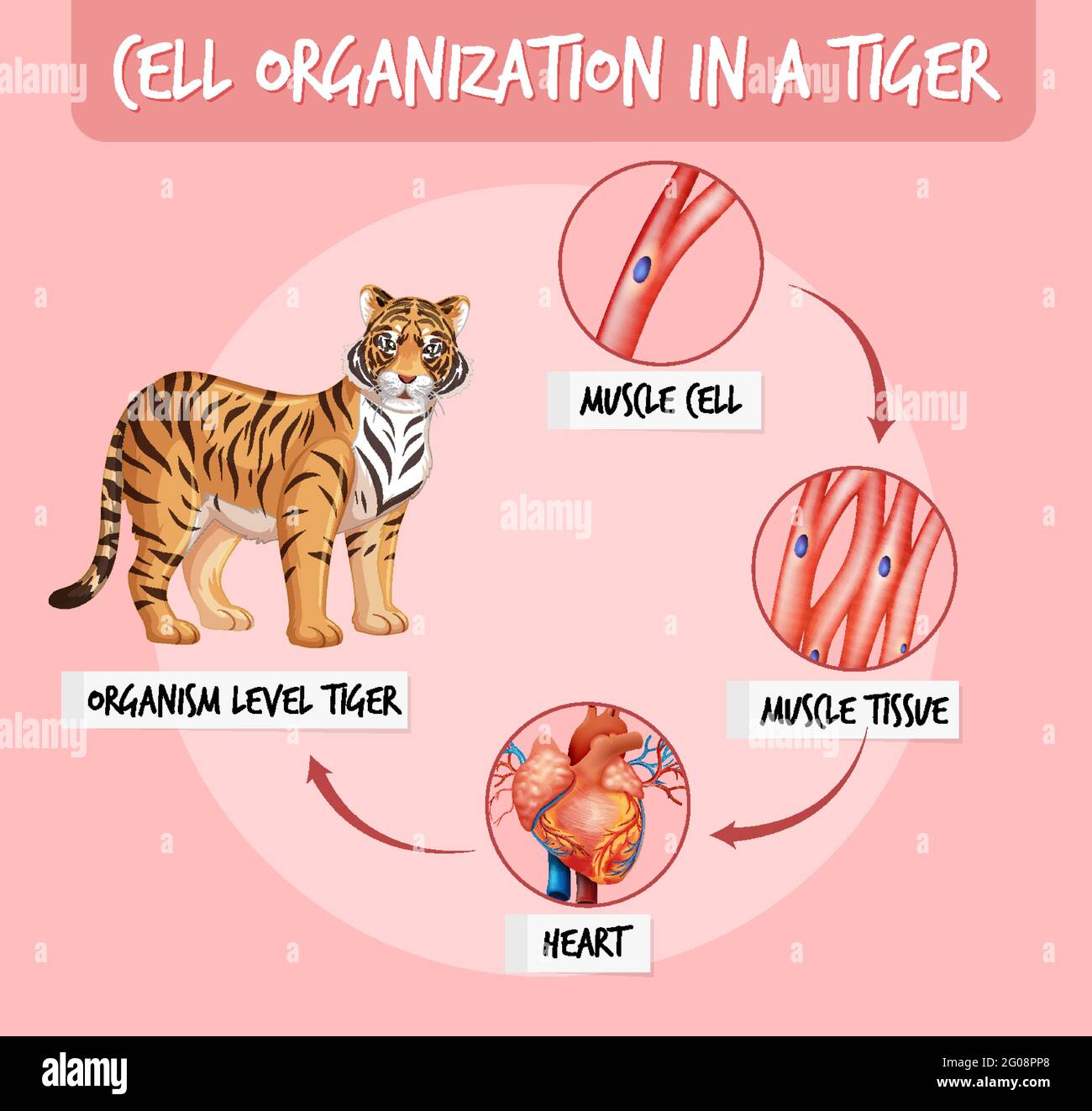 Diagram showing cell organization in a tiger illustration Stock Vector ...