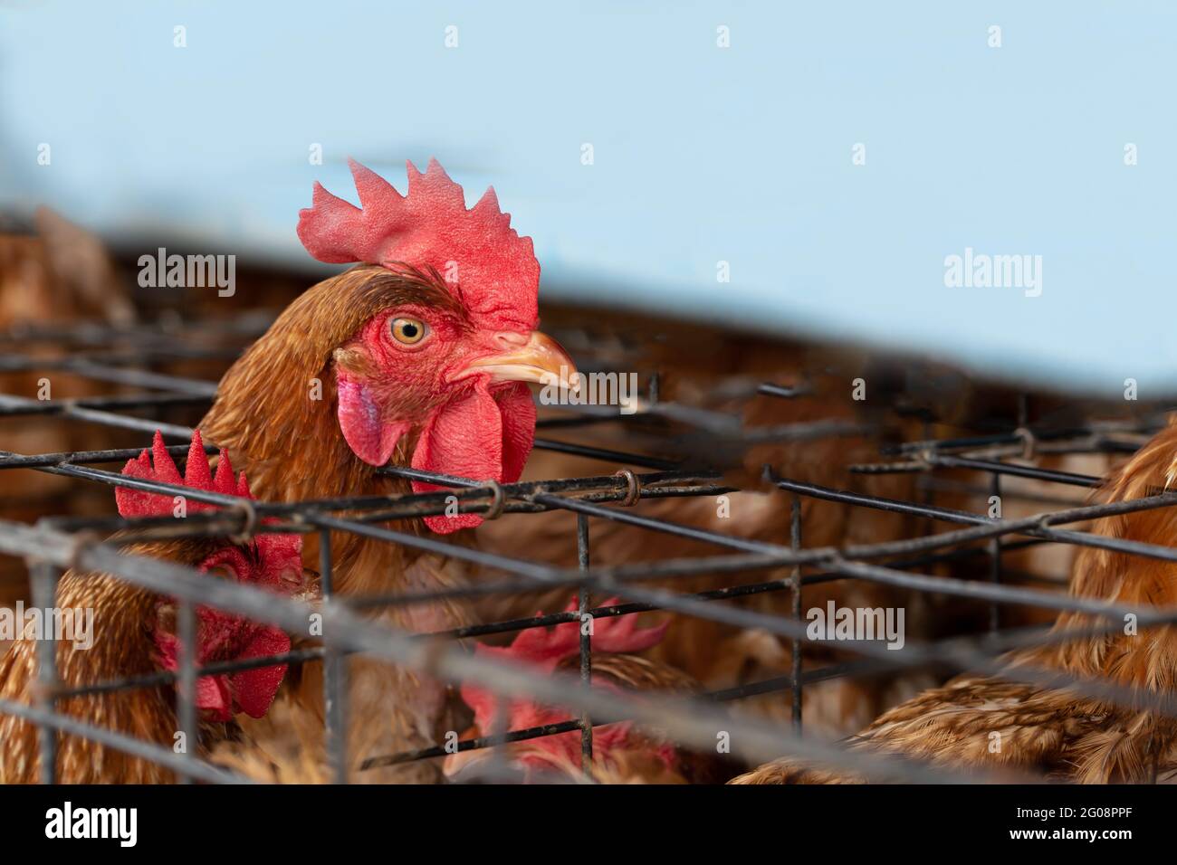 Chicken in the factory, Hens in cages industrial farm in Thailand ...