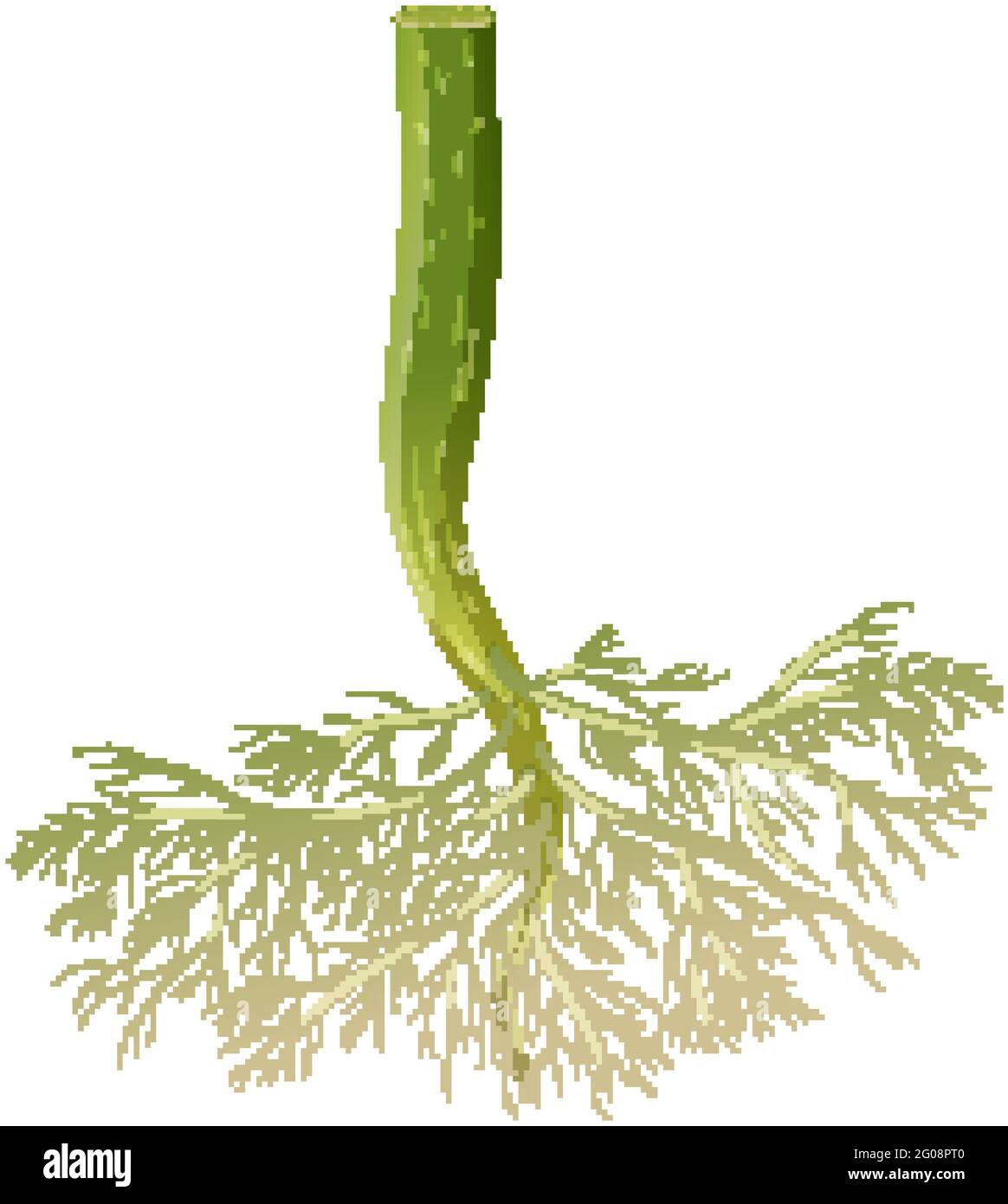 Isolated plant root on white background illustration Stock Vector Image ...