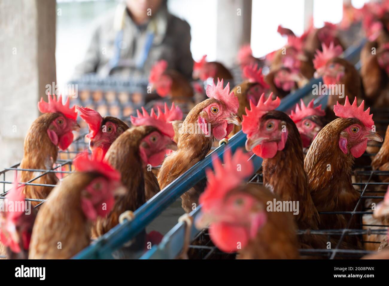 Chicken in the factory, Hens in cages industrial farm in Thailand ...