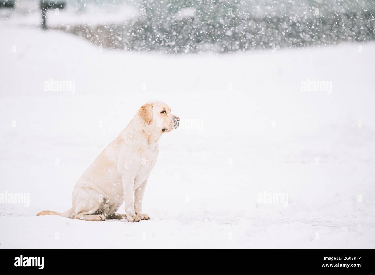 Labrador dog frost hi-res stock photography and images - Alamy