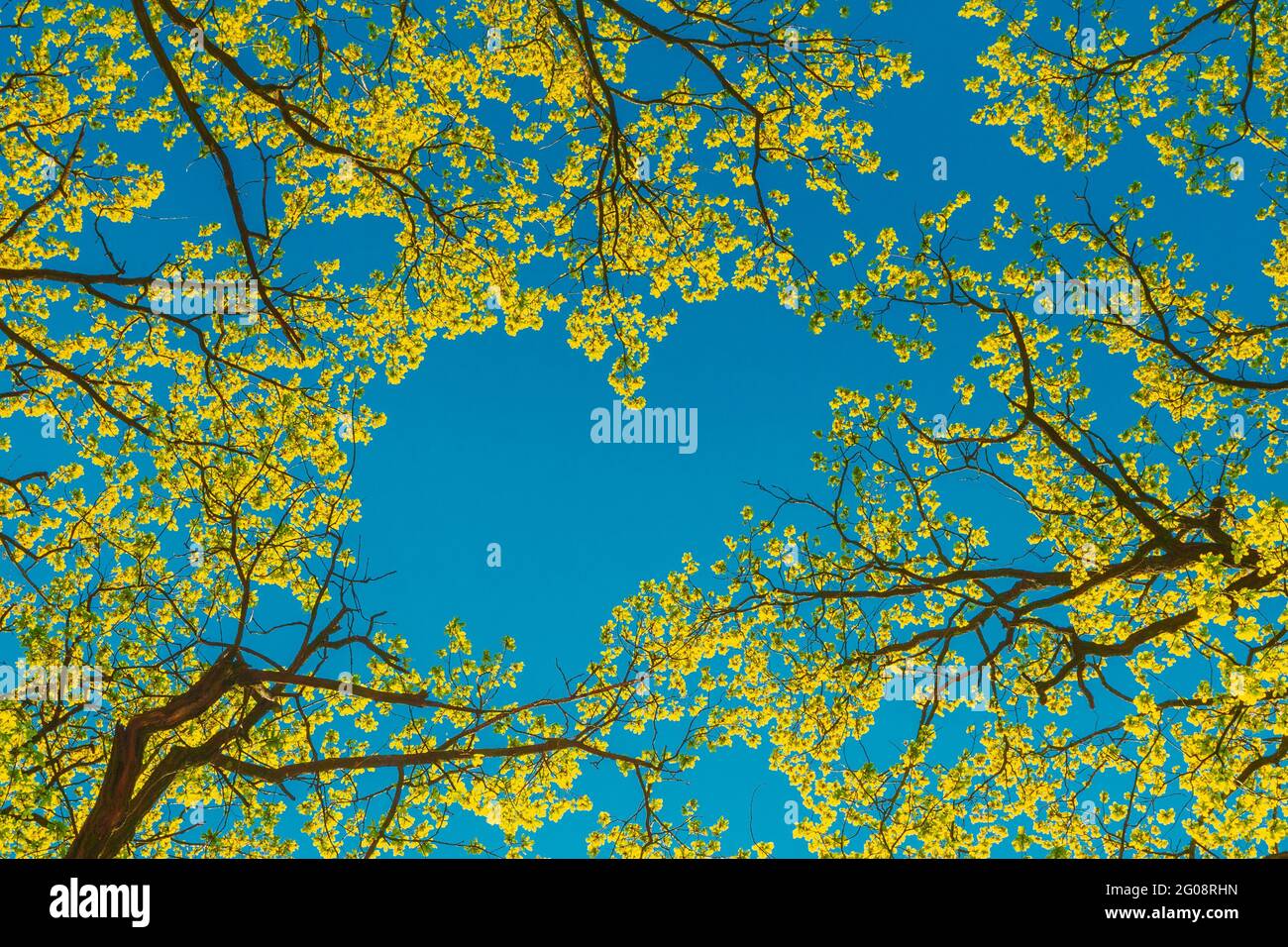 Heart Shape In Canopy Of Tall Trees With Young Spring Foliage Leaves ...