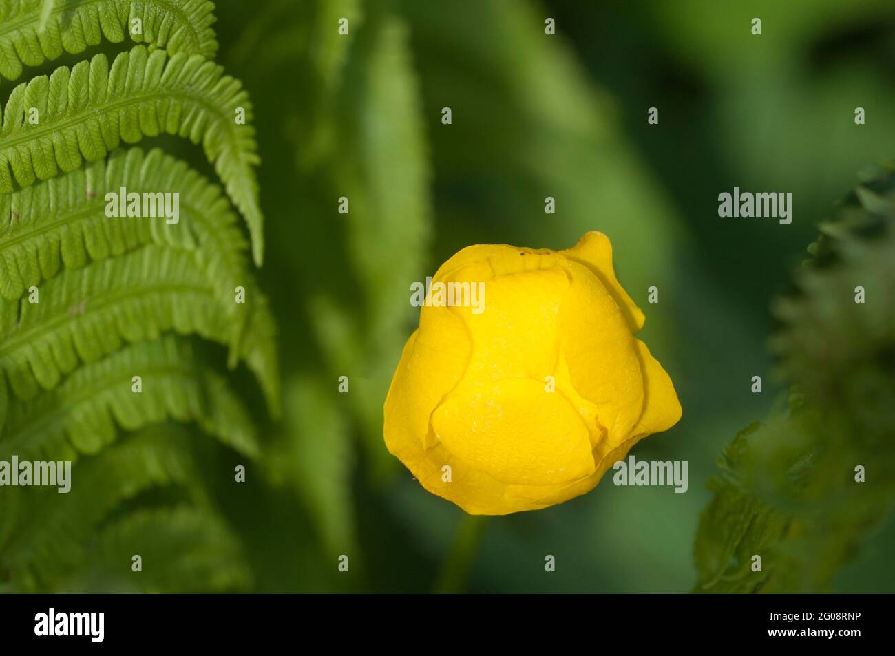European globeflower (Trollius europaeus) close up shot, local focus ...