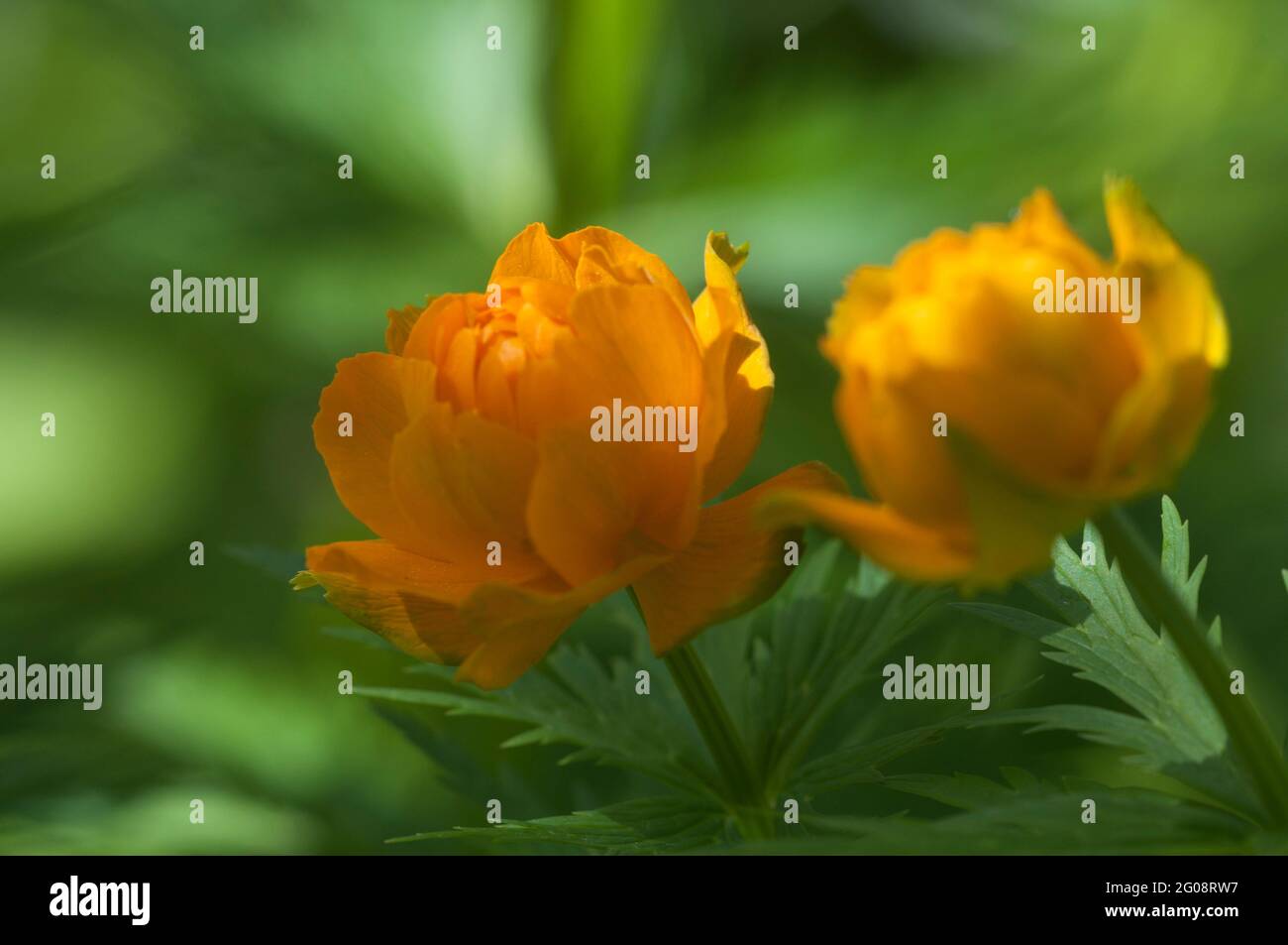 Asian globeflower (Trollius asiaticus) close up shot, local focus Stock ...