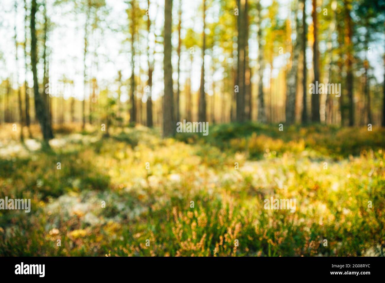 Nature Blurred Background Of Out Of Focus Green Forest Or Bokeh, Boke ...