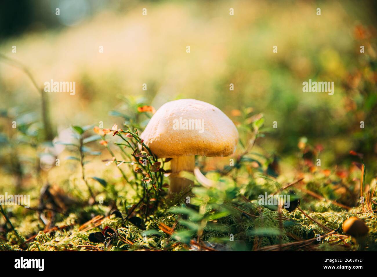 Suillus luteus In Autumn Forest In Belarus. Bolete fungus, and the type ...