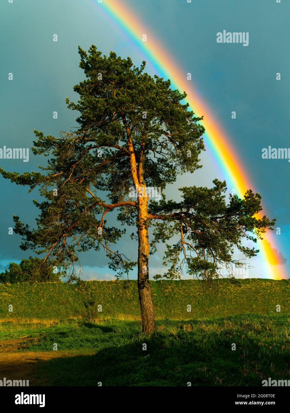 Tree with rainbow background hi-res stock photography and images - Alamy