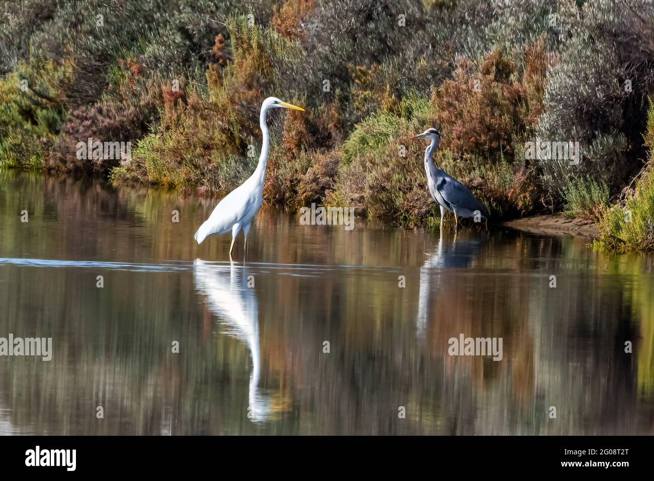 Great white egret face hi-res stock photography and images - Alamy