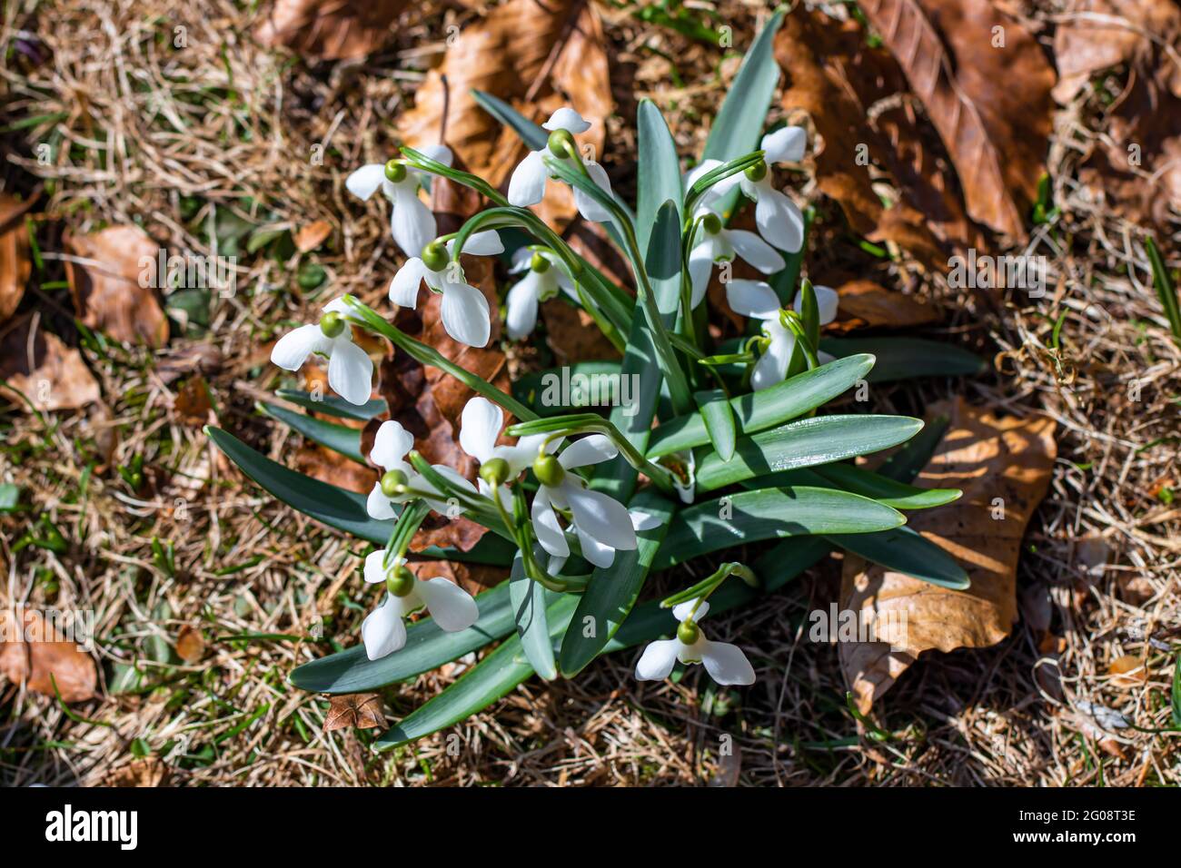 Snowdrops common closeup galanthus nivalis hi-res stock photography and ...