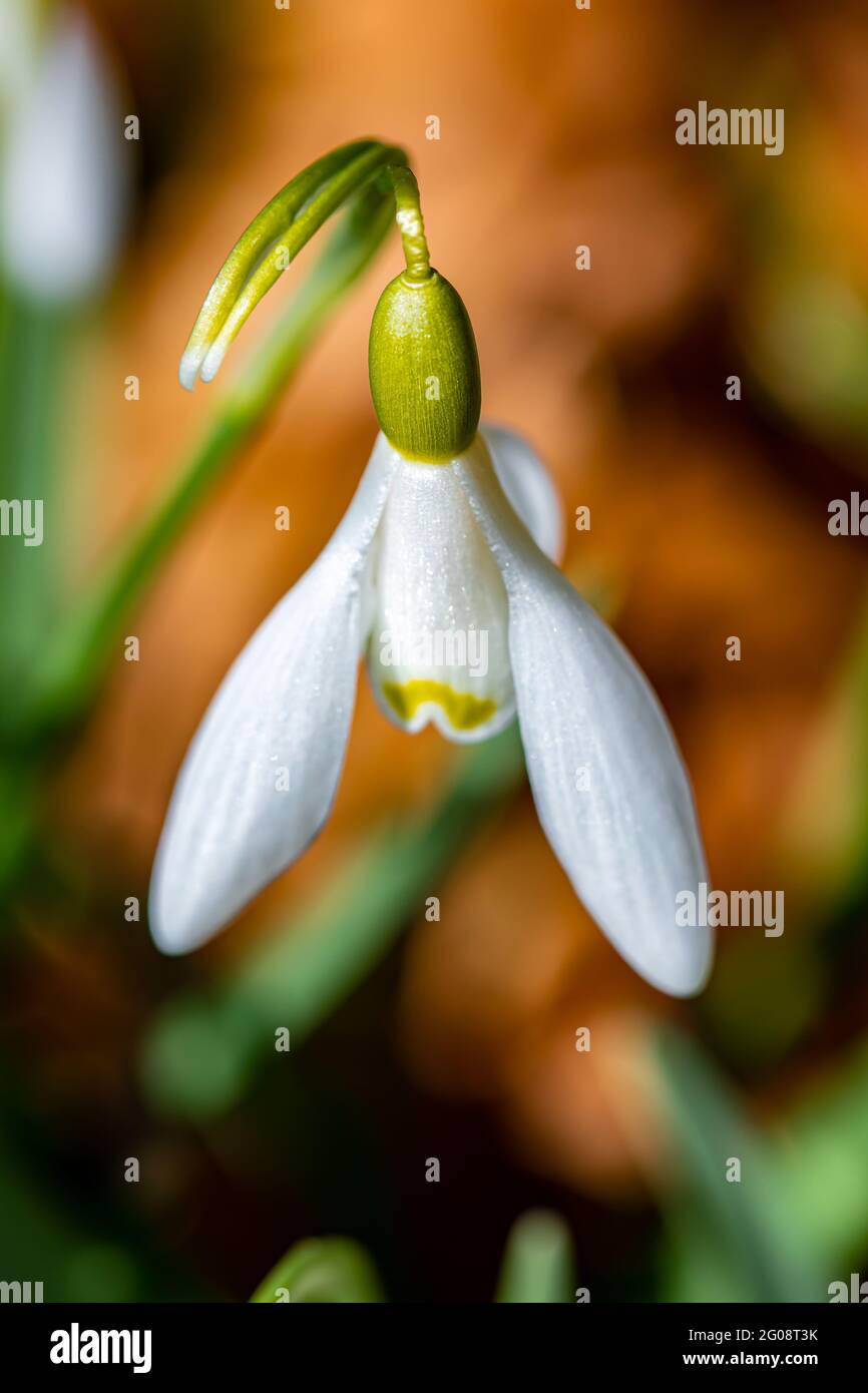 Snowdrop details hi-res stock photography and images - Alamy