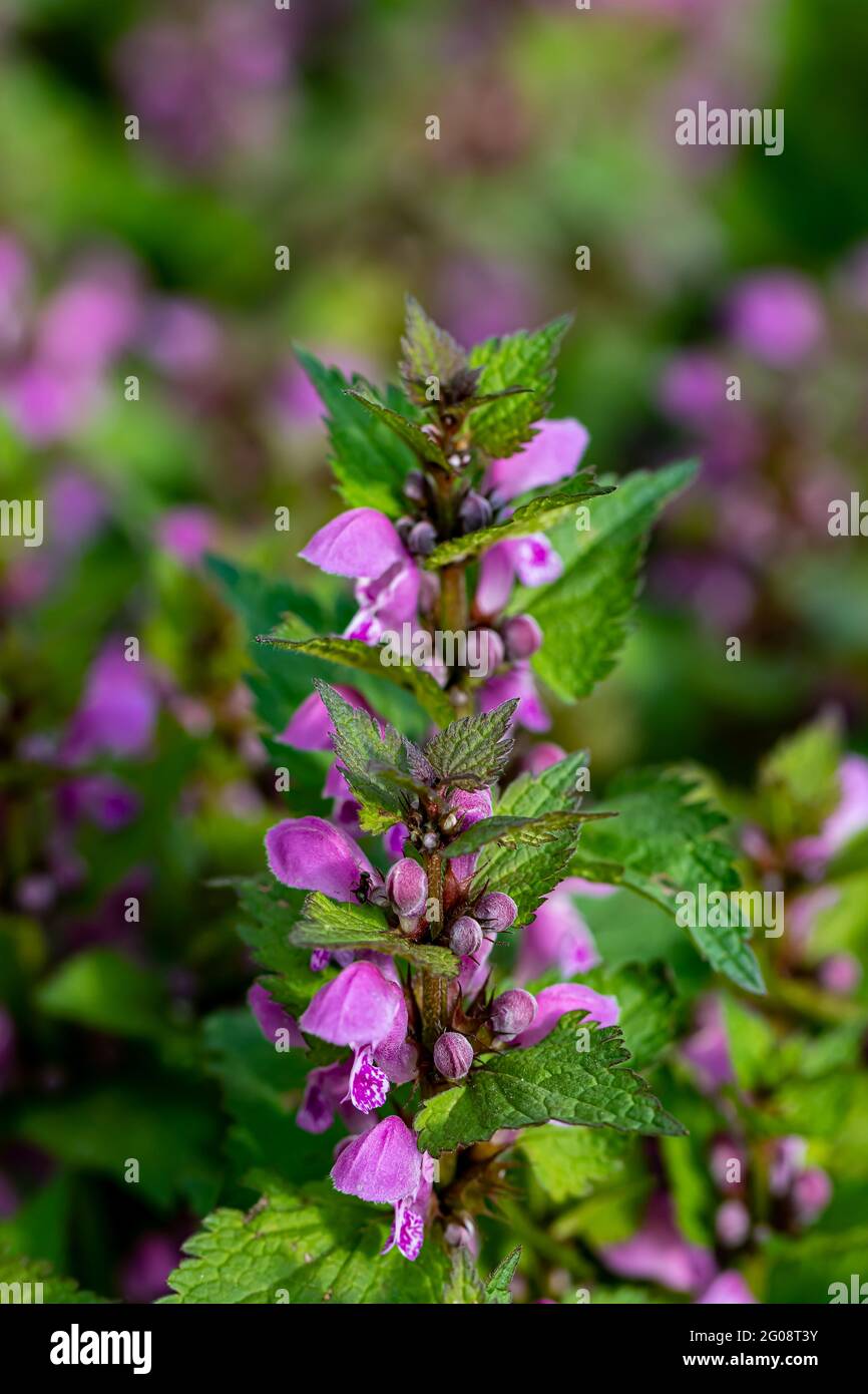 Red dead nettle detail hi-res stock photography and images - Alamy