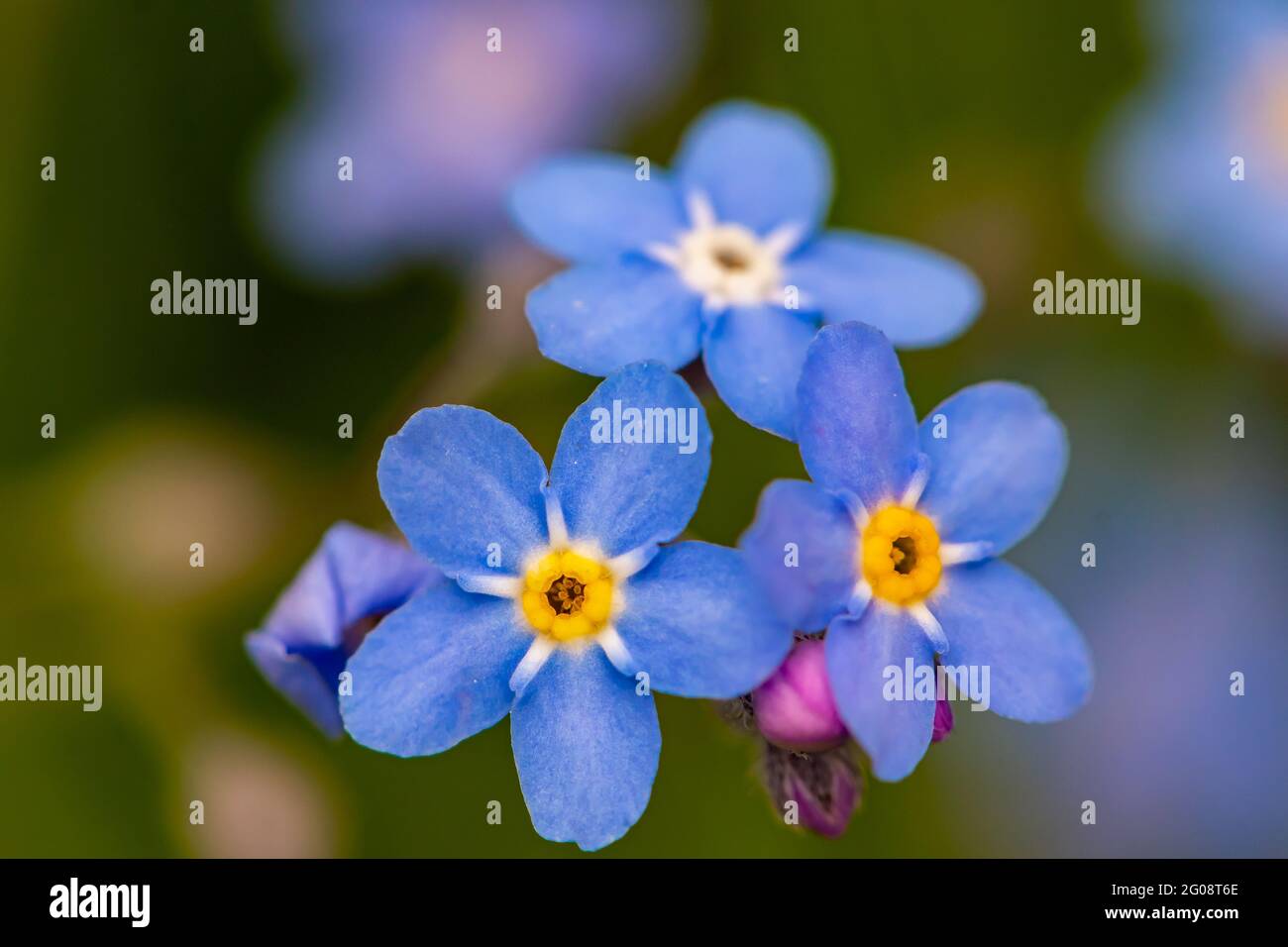 Myosotis flowers in the garden, macro Stock Photo - Alamy