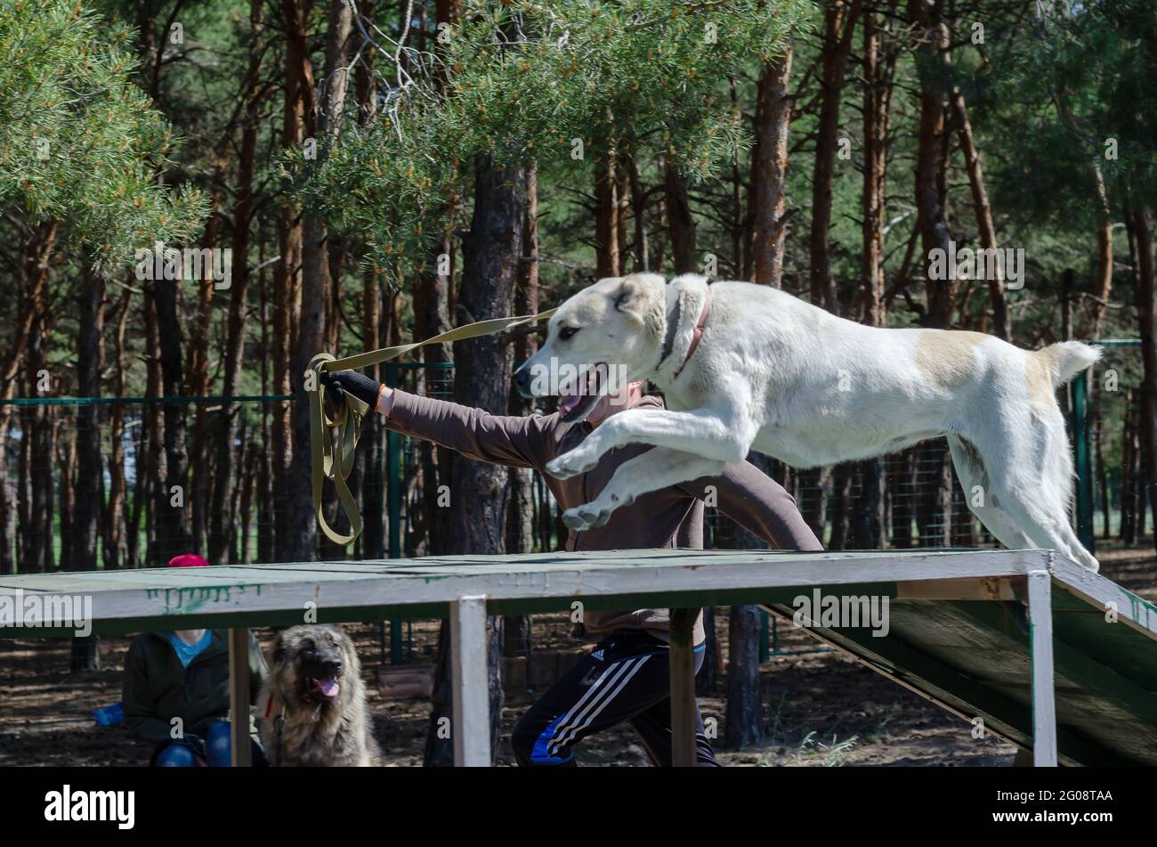 Dog agility. Training pet long jump. Step 3 of 8. The female Central ...