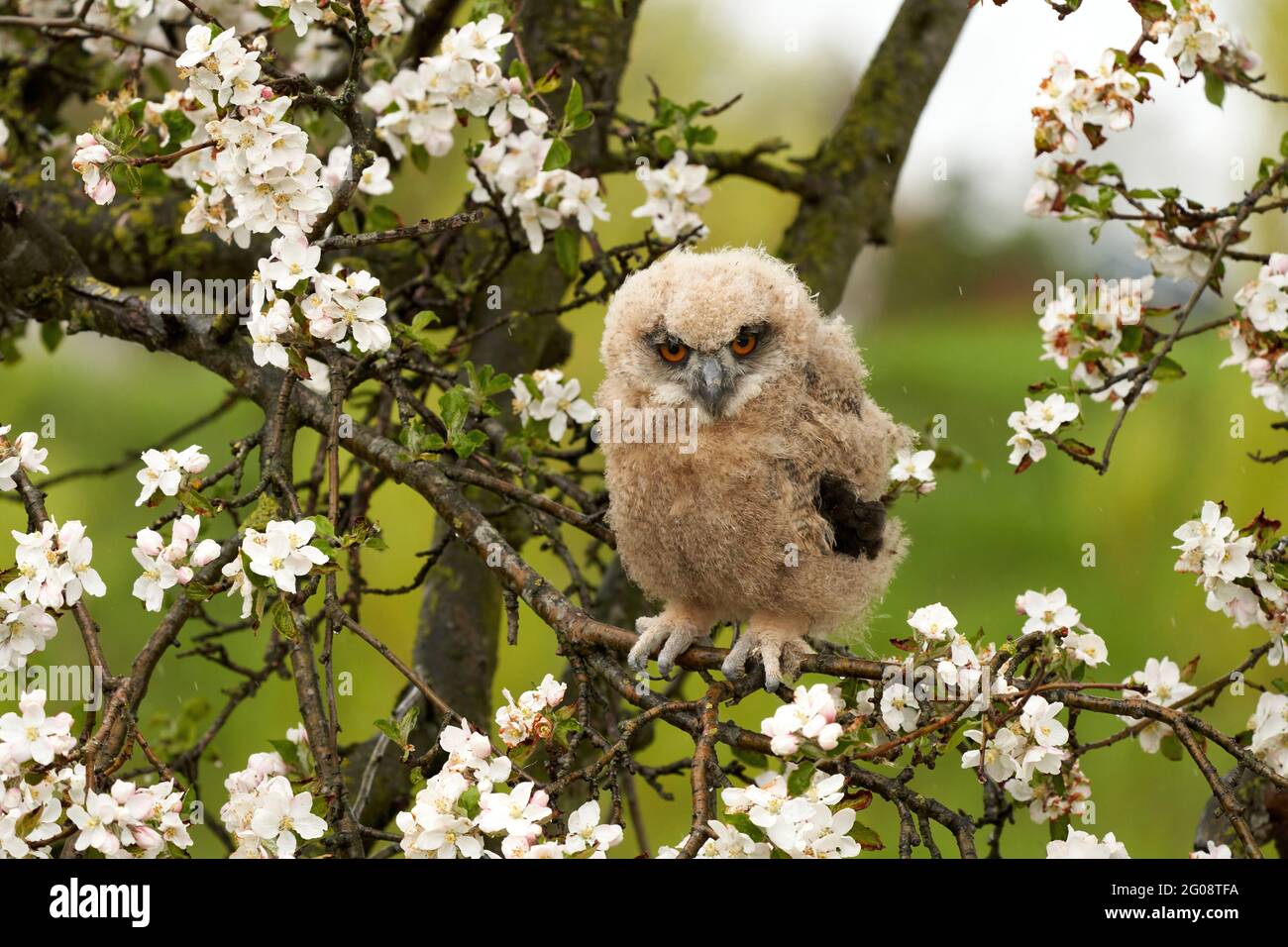 One six week old owl chick eagle owl sits in a tree full of white ...