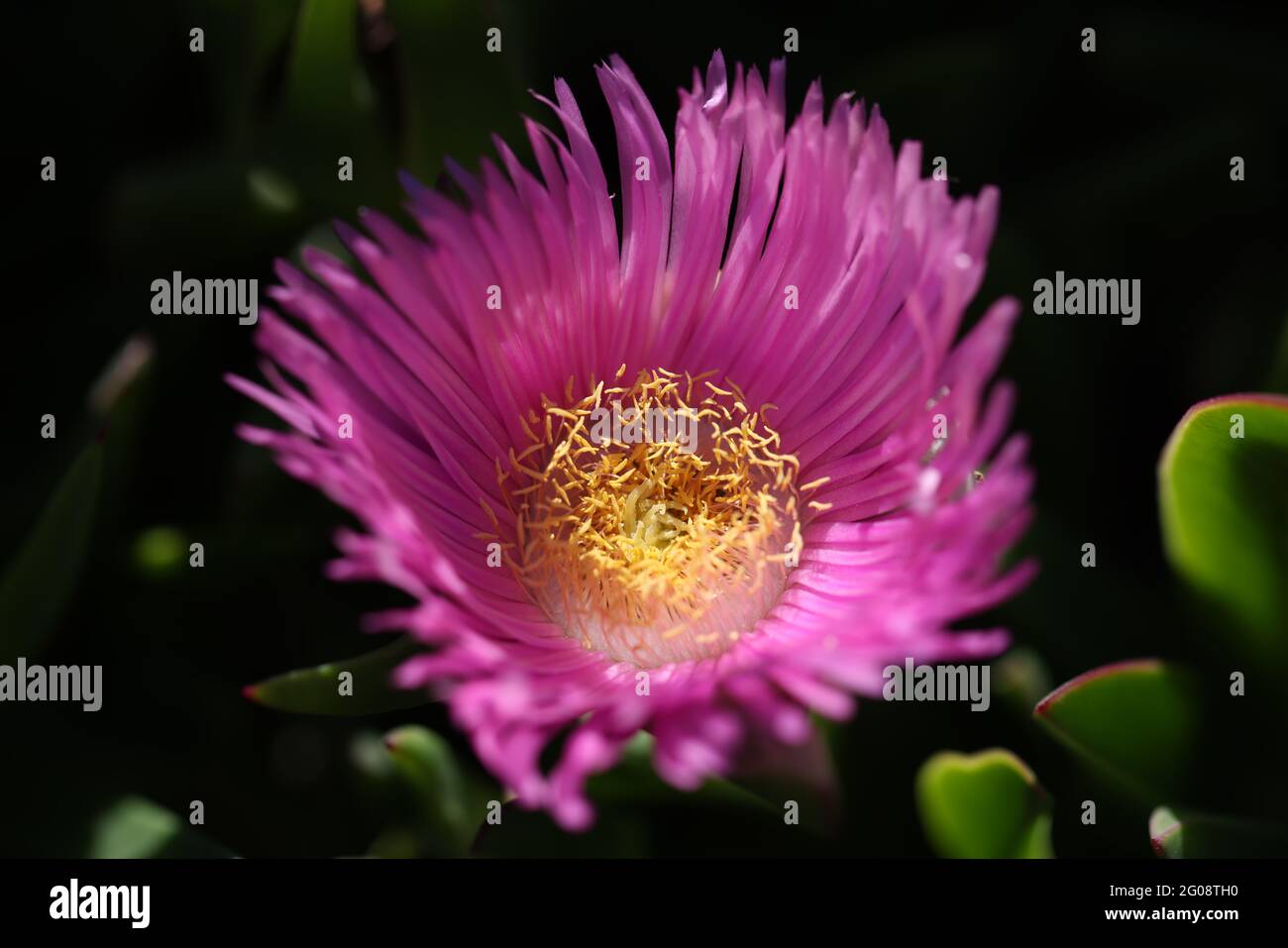 Carpobrotus chilensis hi-res stock photography and images - Alamy
