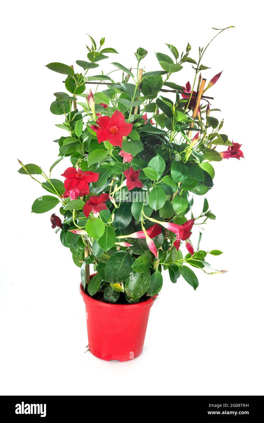 Red mandevilla hi-res stock photography and images - Alamy