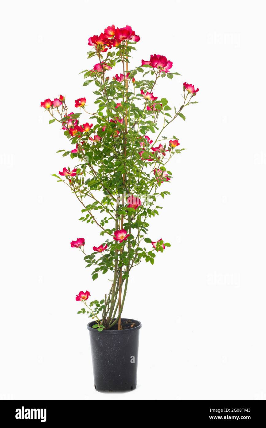 climbing rose in front of white background Stock Photo - Alamy