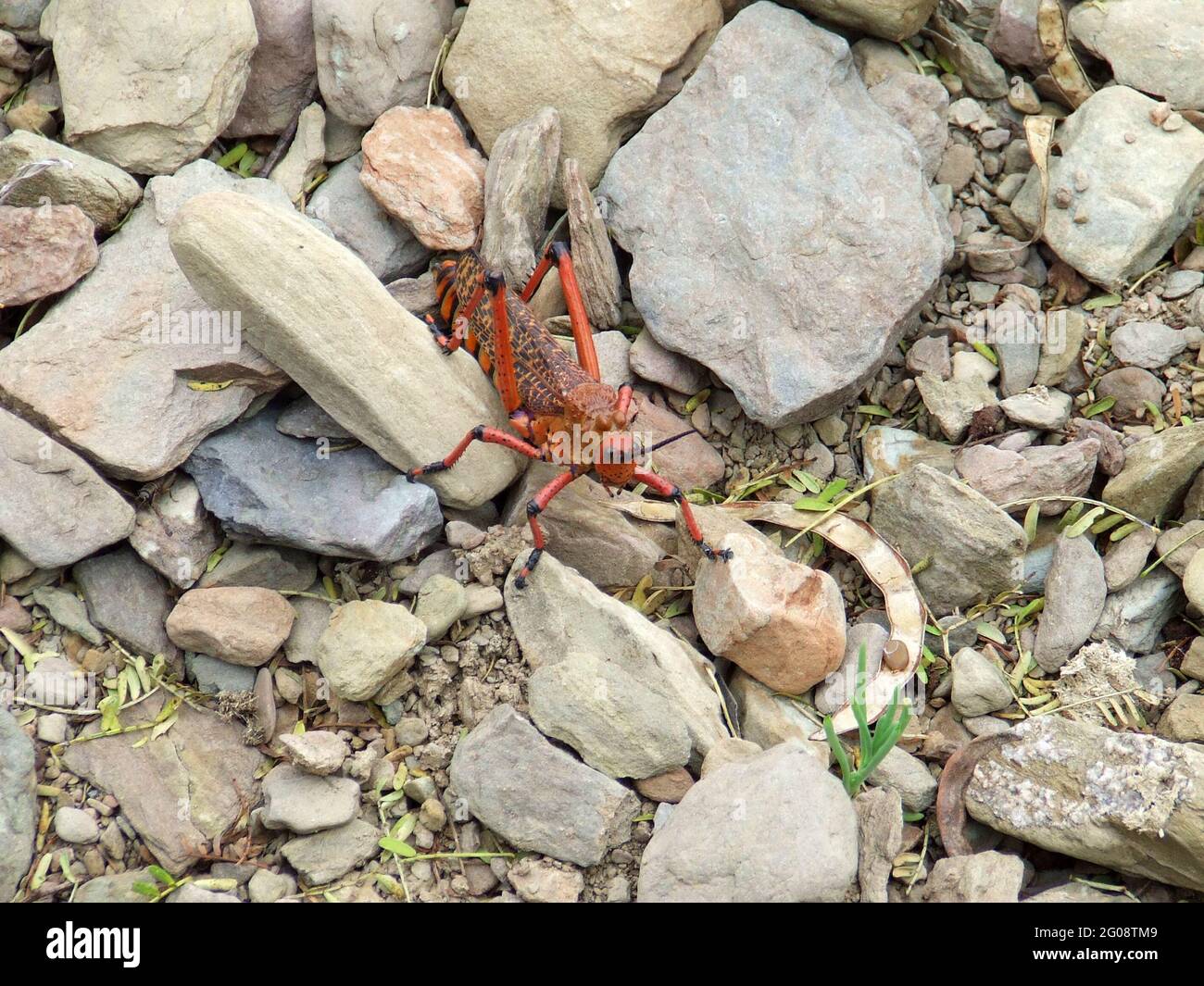 Africa scrubland rocky hi-res stock photography and images - Alamy
