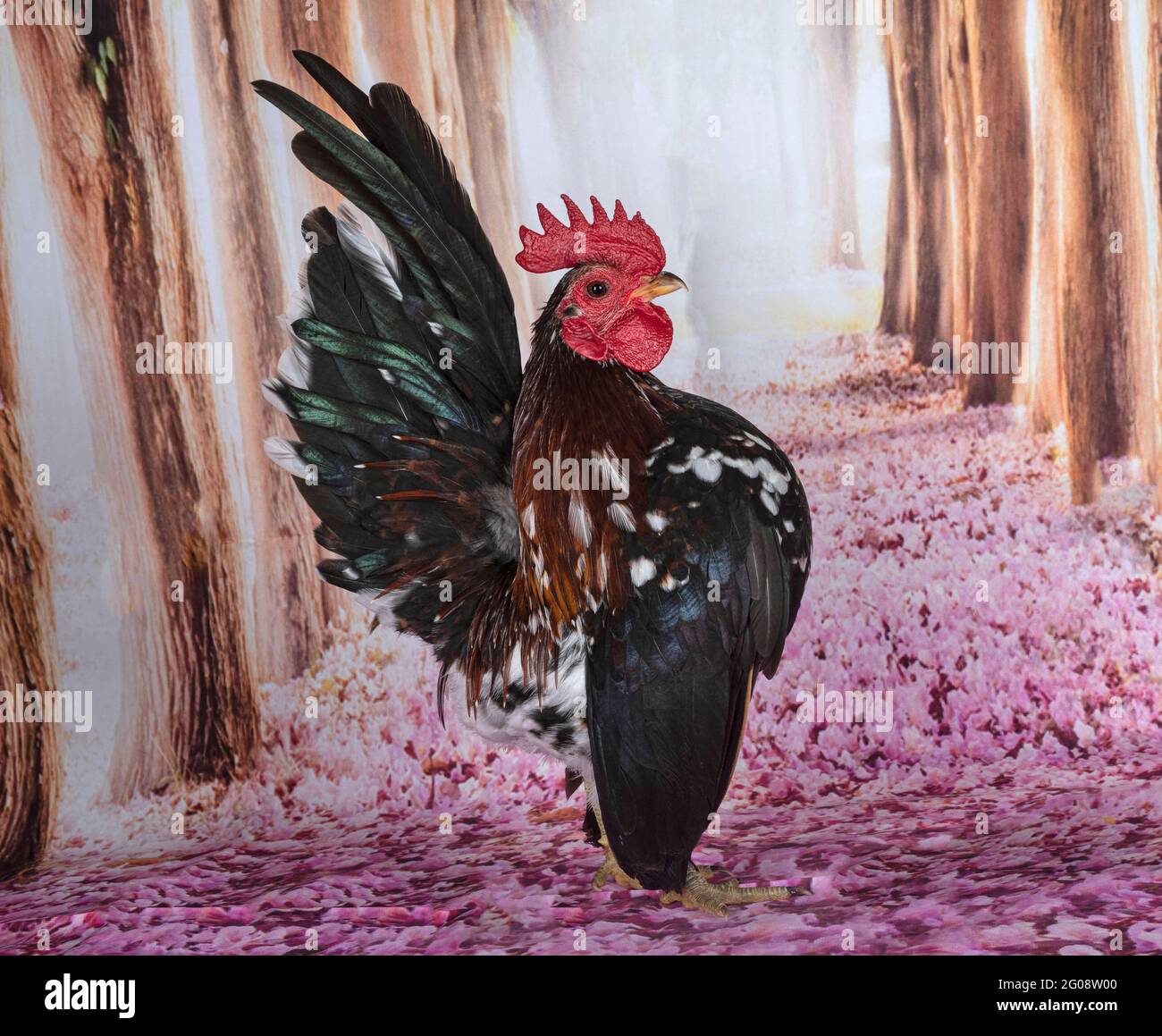 malaysian serama in front of pink background Stock Photo - Alamy
