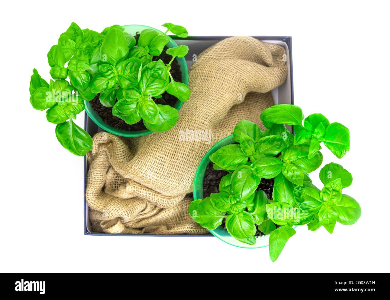 Planting bushes Cut Out Stock Images & Pictures - Alamy