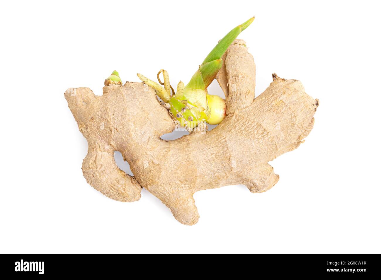 Close-up of a sprouted ginger isolated on white background Stock Photo ...
