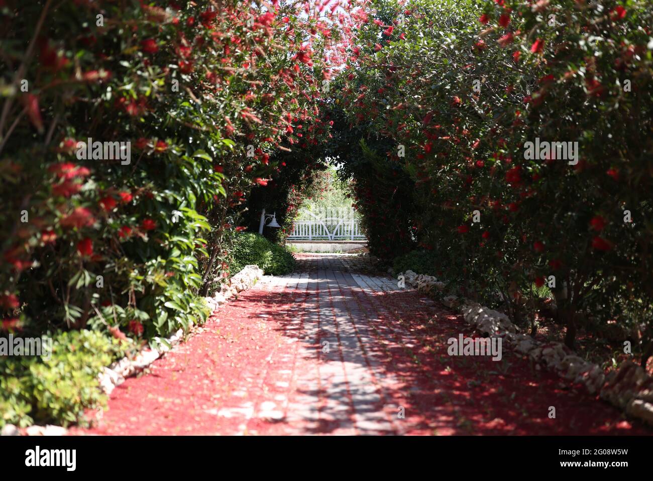 Alley of roses hi-res stock photography and images - Alamy