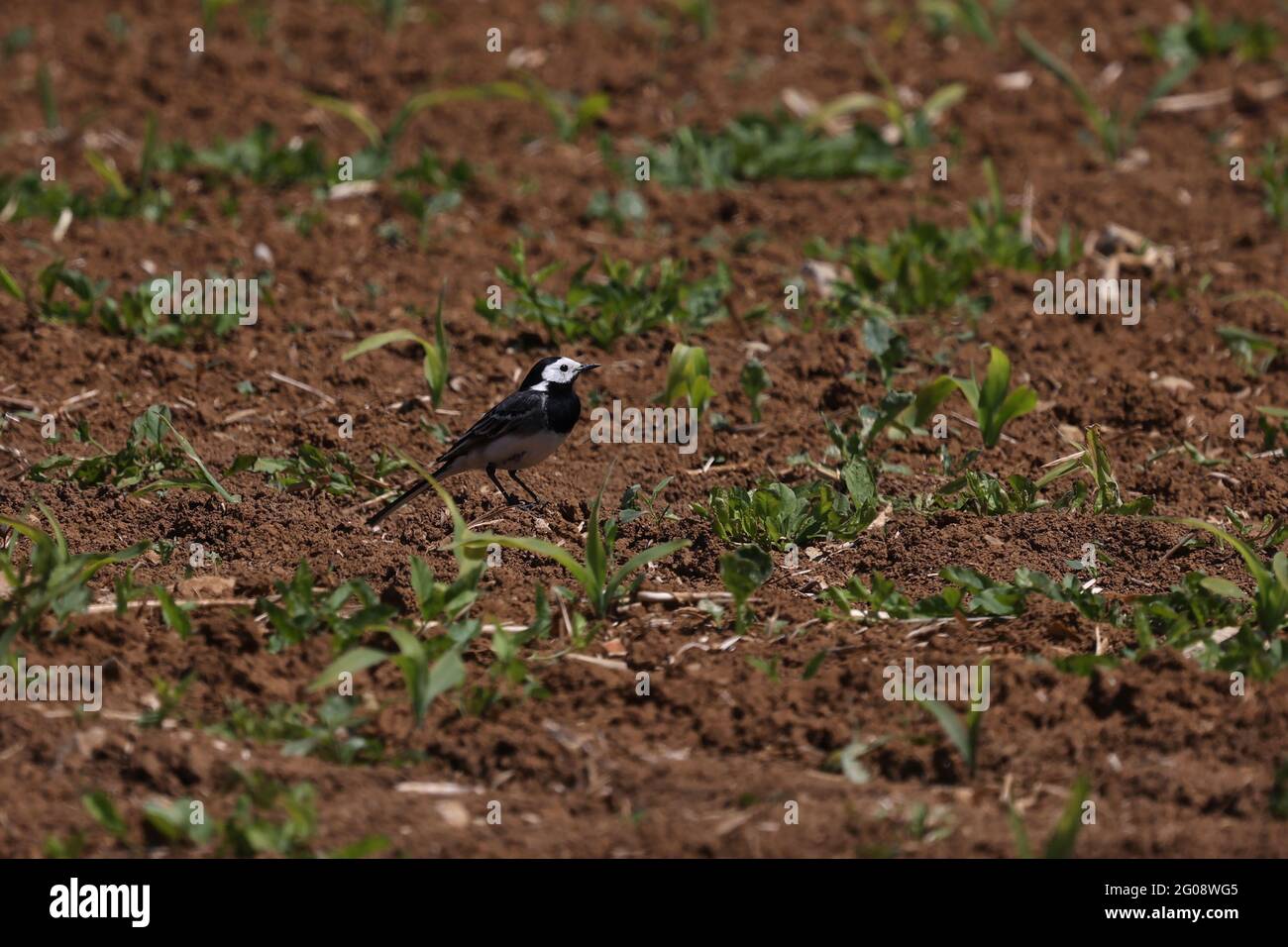 Large pied wagtail hi-res stock photography and images - Alamy