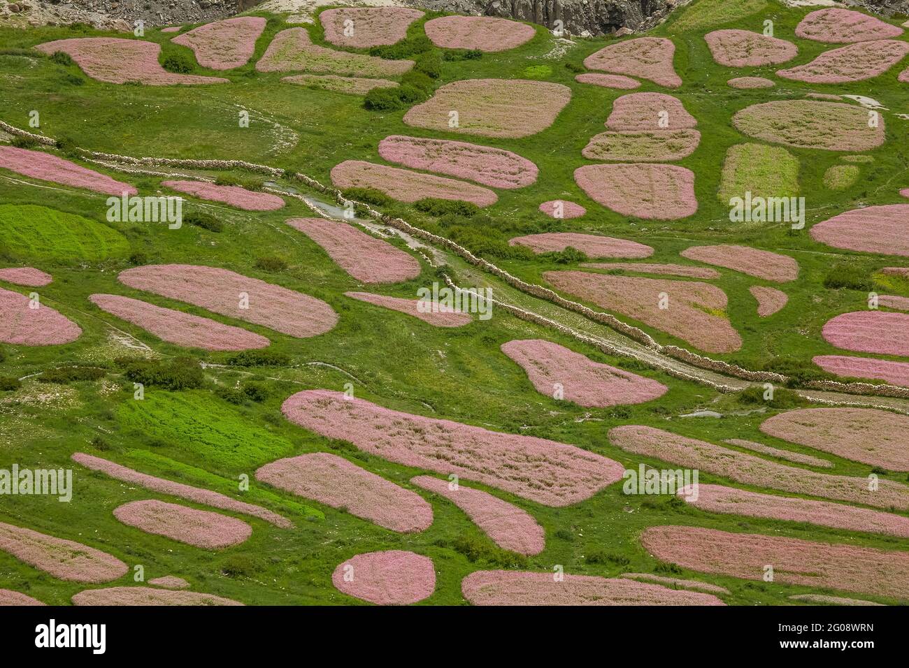 Pink-flowering buckwheat fields form amoebic patterns around a road in ...