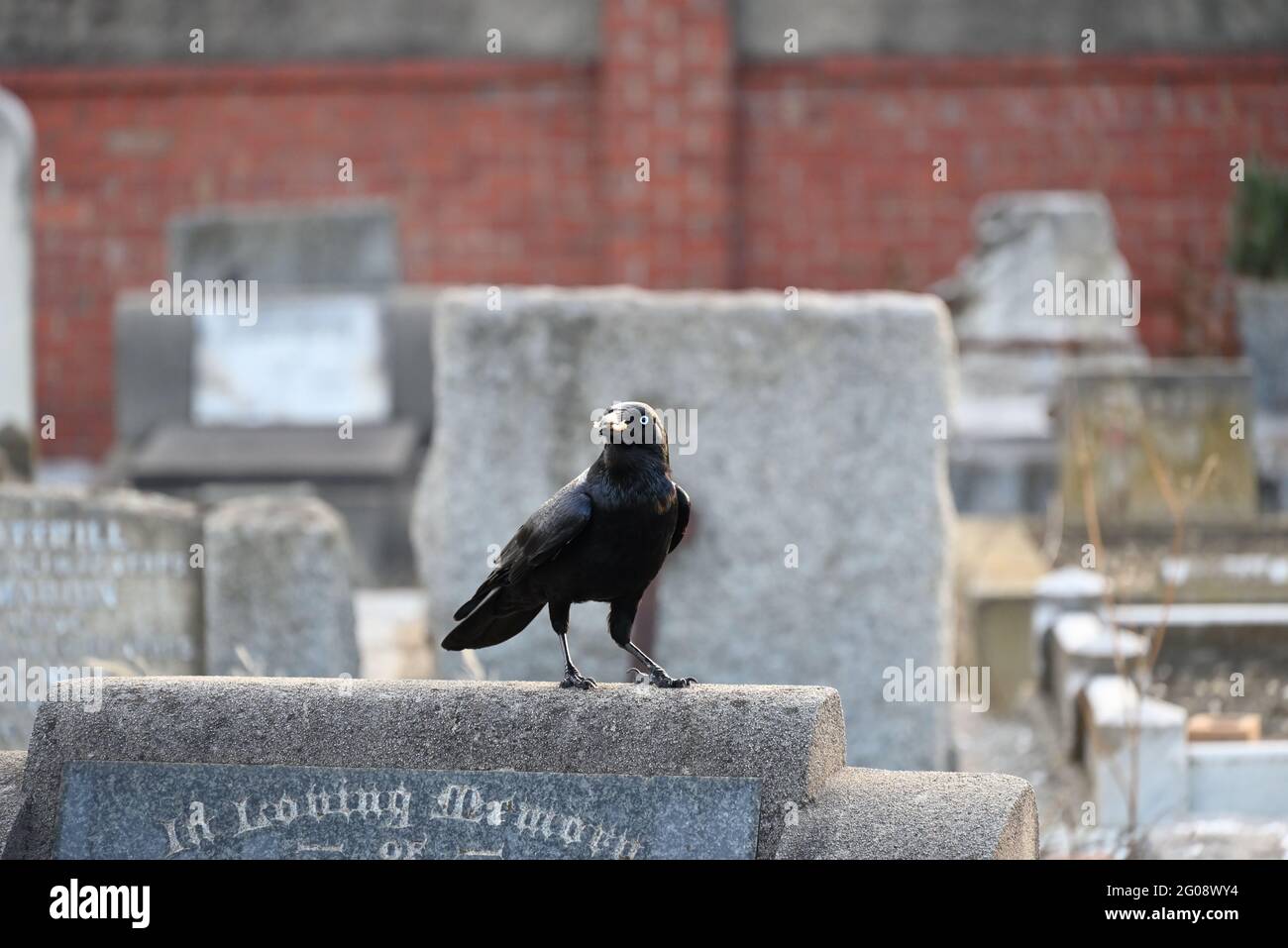 A little raven atop a grave in a cemetery, eating a piece of white ...
