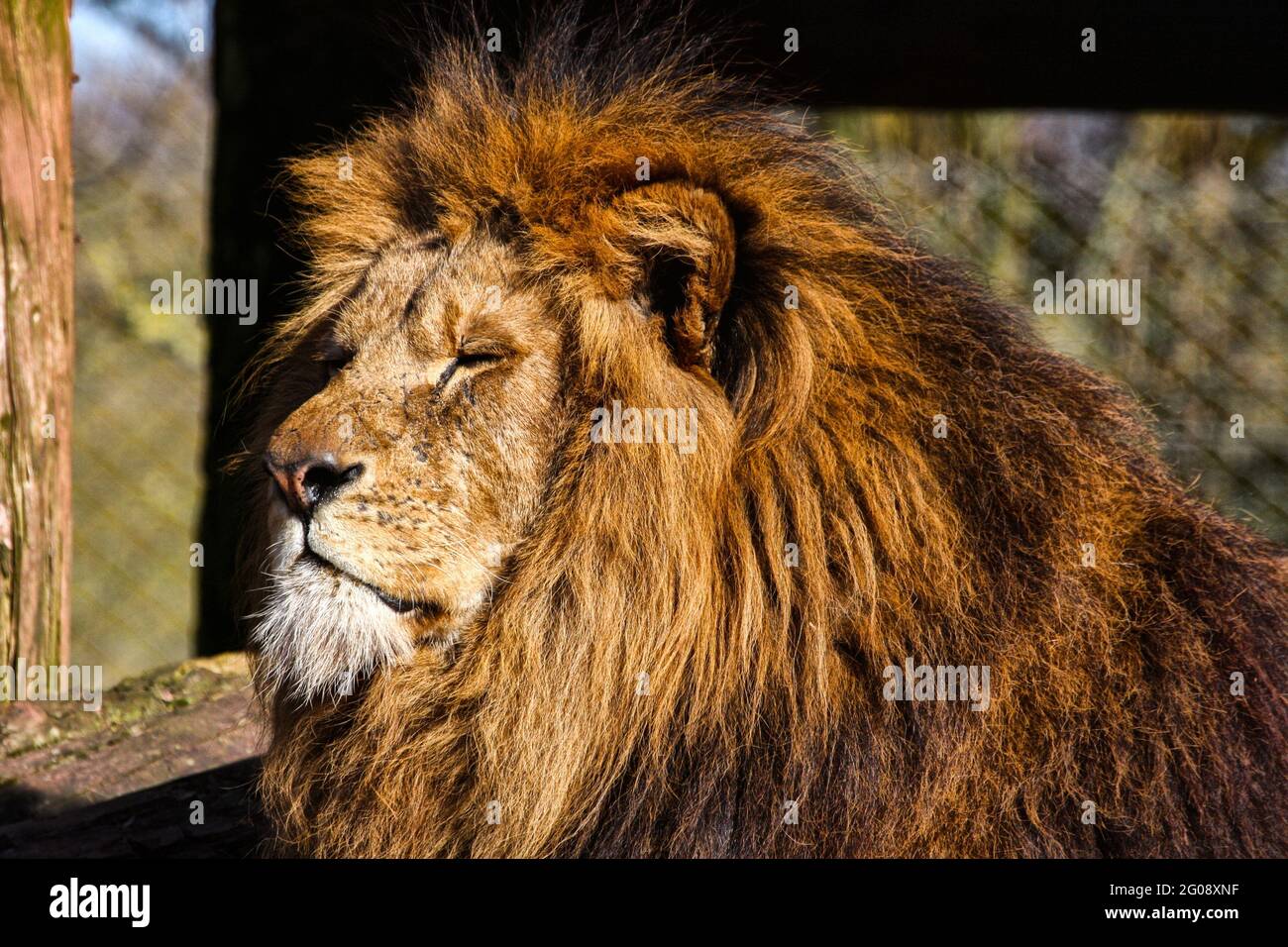 Lion stock image, Wildlife Jungle Animal Lion Stock Photograph, King Of ...