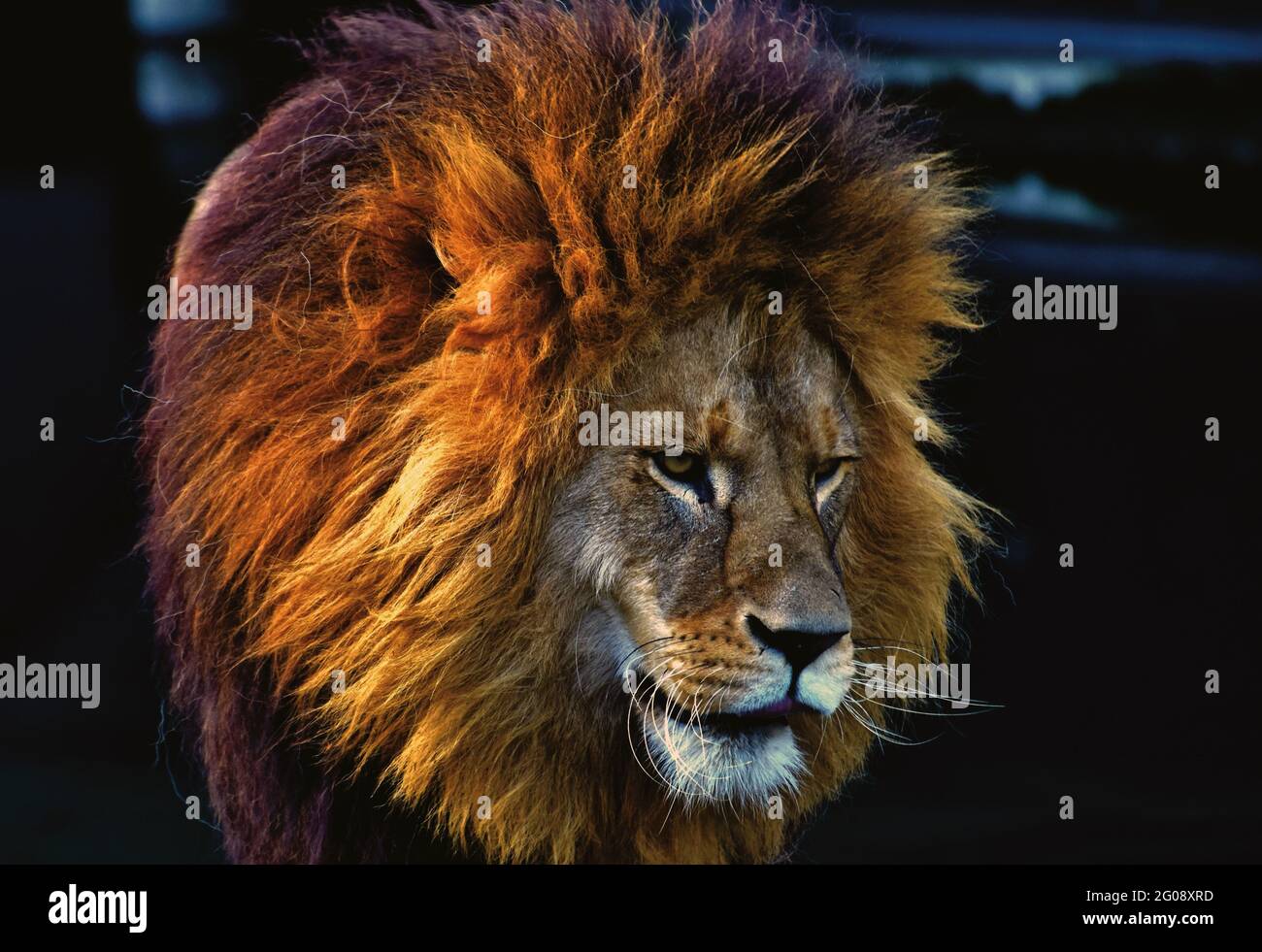 Real Jungle Animals Lion