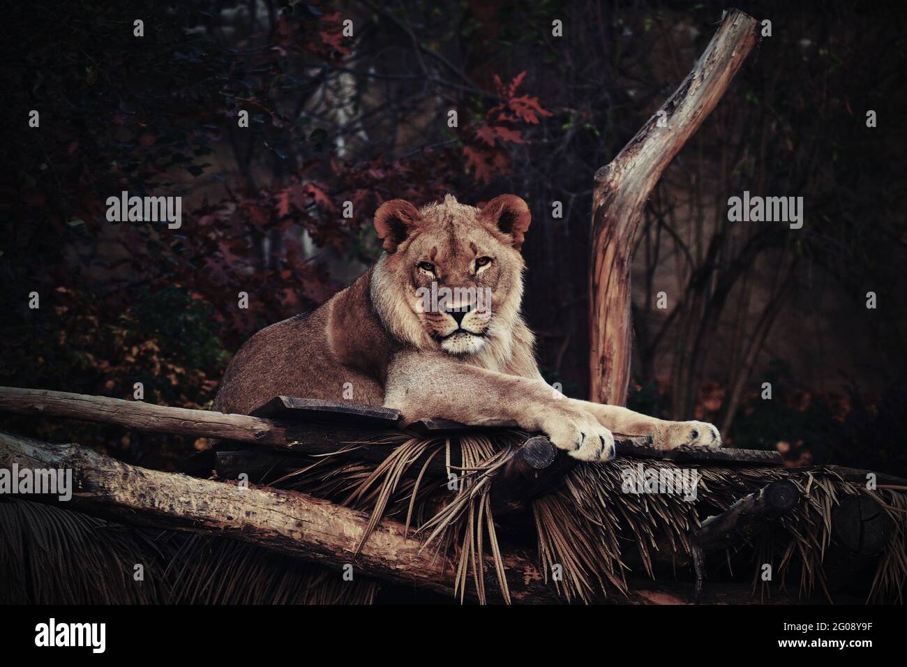 Lion stock image, Wildlife Jungle Animal Lion Stock Photograph, King Of ...