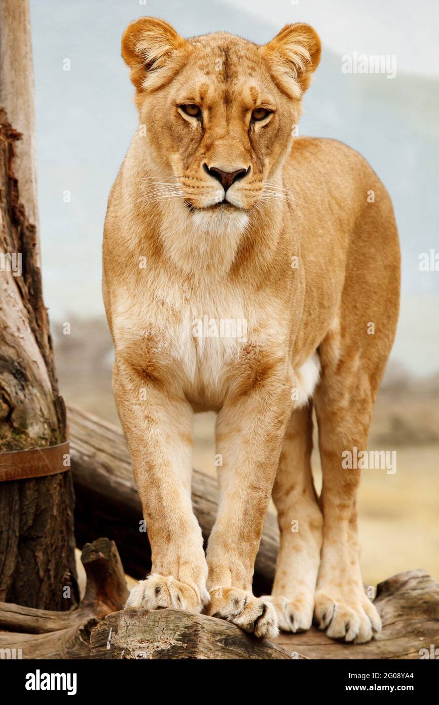 Real Jungle Animals Lion
