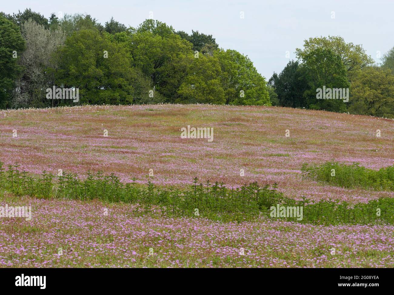 Colourful wildflower meadow carpeted with the pink wildflowers common ...