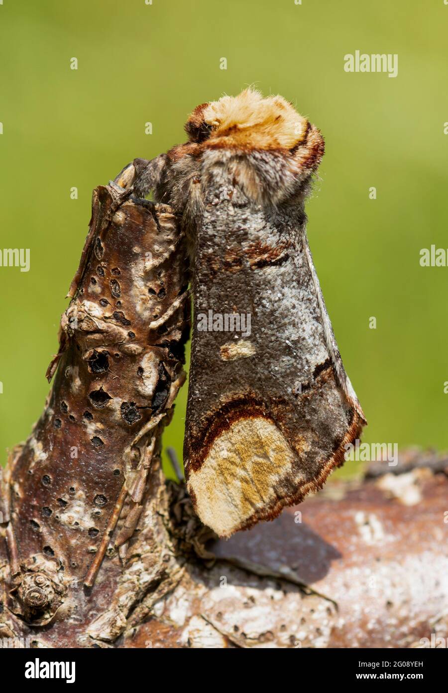 Buff-tip moth (Phalera bucephala), UK, during May. This moth is ...