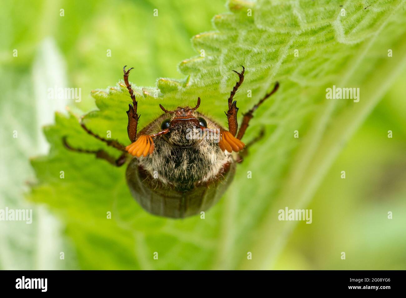 Cockchafer beetle also called a May bug (Melolontha melolontha, UK. A ...
