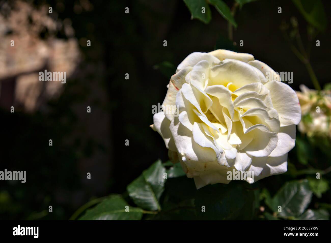 White roses in bloom seen up close Stock Photo - Alamy