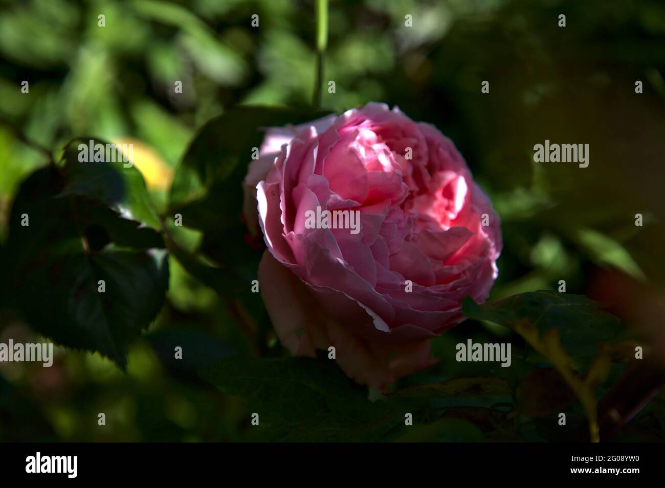 Old roses hi-res stock photography and images - Alamy
