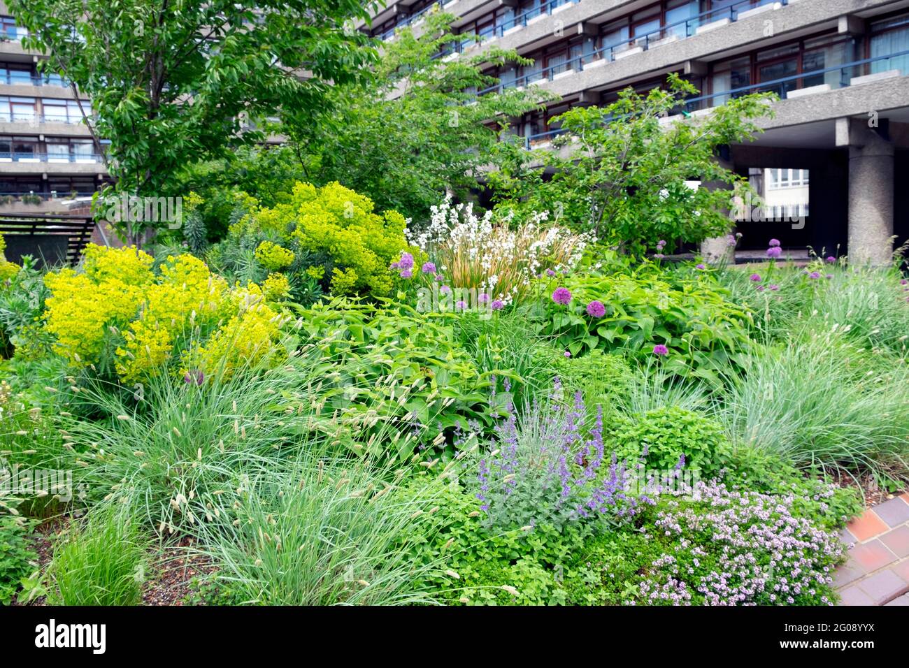 Plants growing in spring at Nigel Dunnet Beech Gardens at the Barbican ...